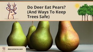 Do Deer Eat Pears? (and 7 Ways to Keep Trees SAFE) - Deer Universe