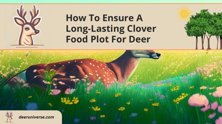How to Ensure a Long-Lasting Clover Food Plot for Deer - Deer Universe