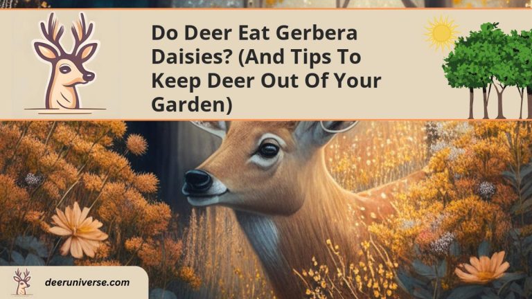 Do Deer Eat Gerbera Daisies